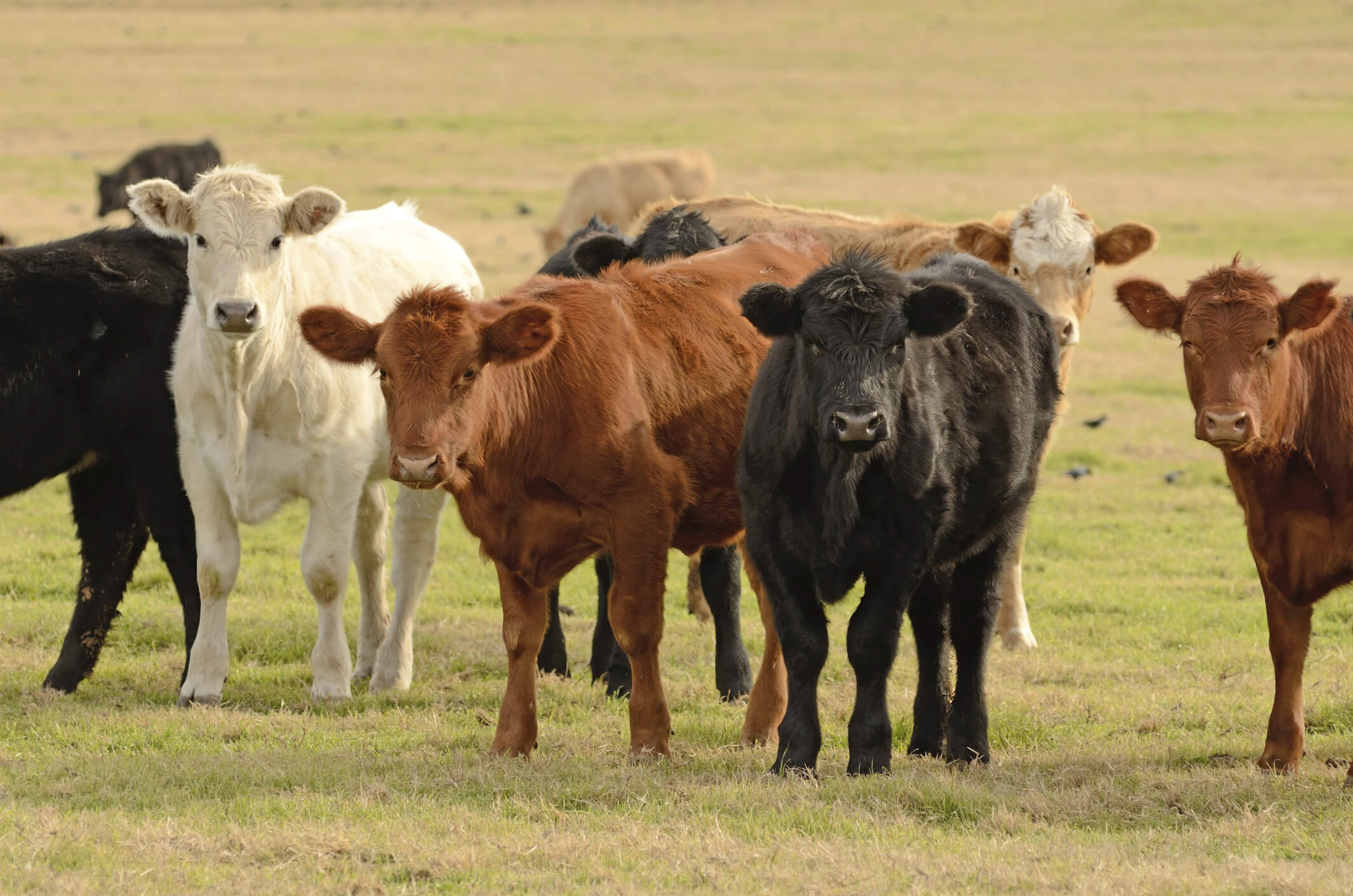 Roma Saleyards To Host ALMA Expo - Highlife Magazine